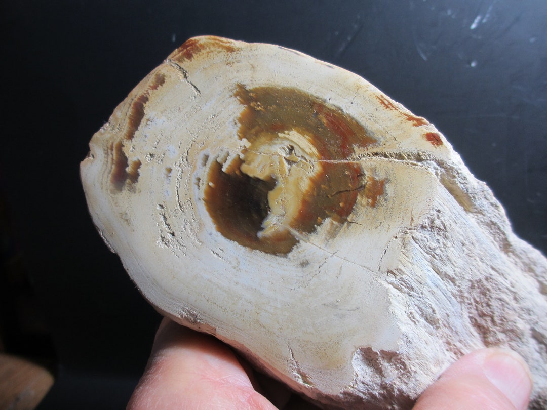 MIRROR POLISHED Miocene Fossil Limb Cast, Oregon Display Specimen - Etsy