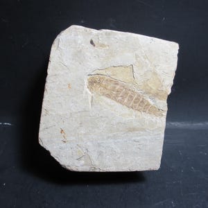 Giant Mayfly Larvae, Insect, Dinosaur Age, Late Jurassic, Yixian Fm ...