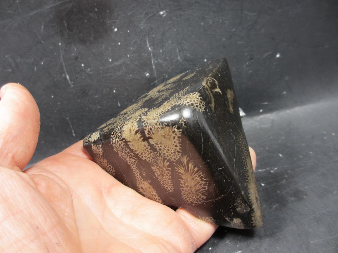 Fossil Coral, Cladopora , White in Black Limestone, Devonian, Rockport ...