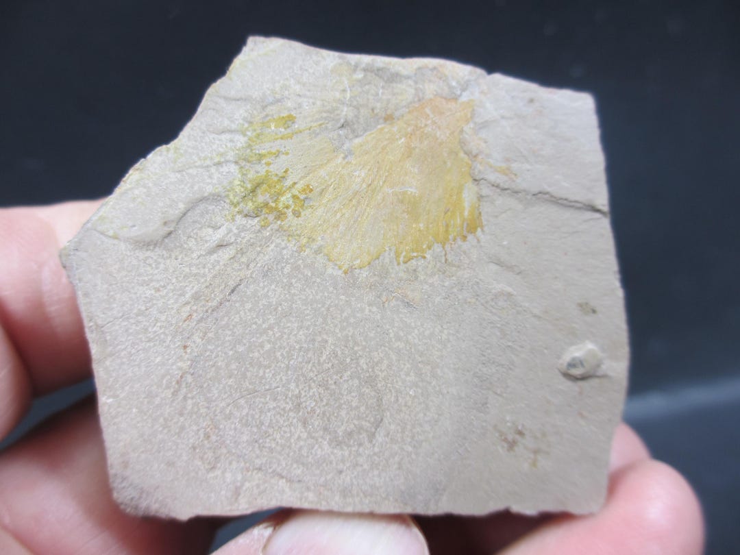 Classic burgess Shale Type Sponge, Choia Carteri, From the Wheeler Fm ...
