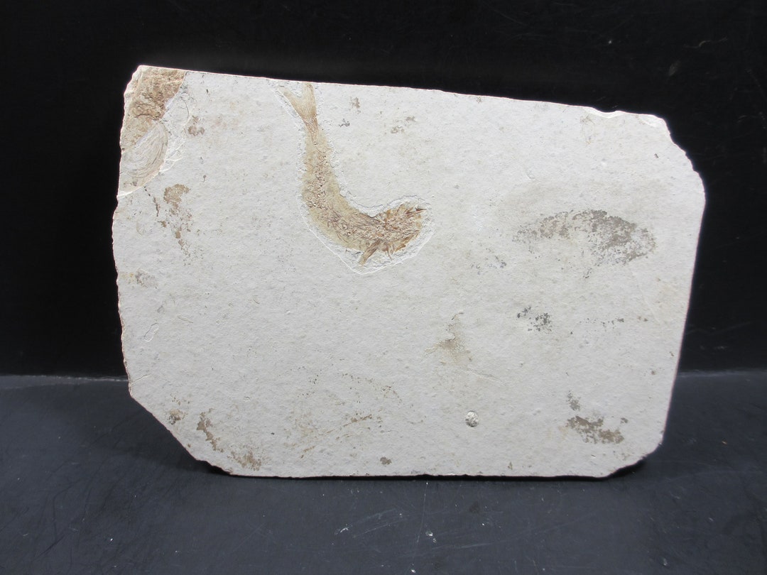 Fossil Fish, Dinosaur Age, Late Jurassic, Lycoptera Davidi, Excellent ...