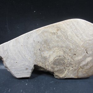 495 Million Yr Old Fossil Stromatolite, Numerous Domes,. MIRROR POLISH ...