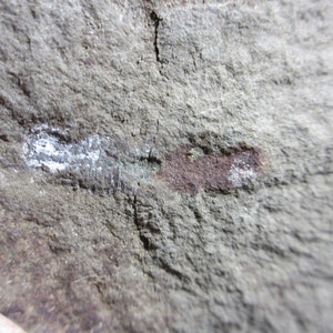 Millipede Fossil, Euphoberia Type, 4 Part Nodule, Pit 4, Francis Creek ...
