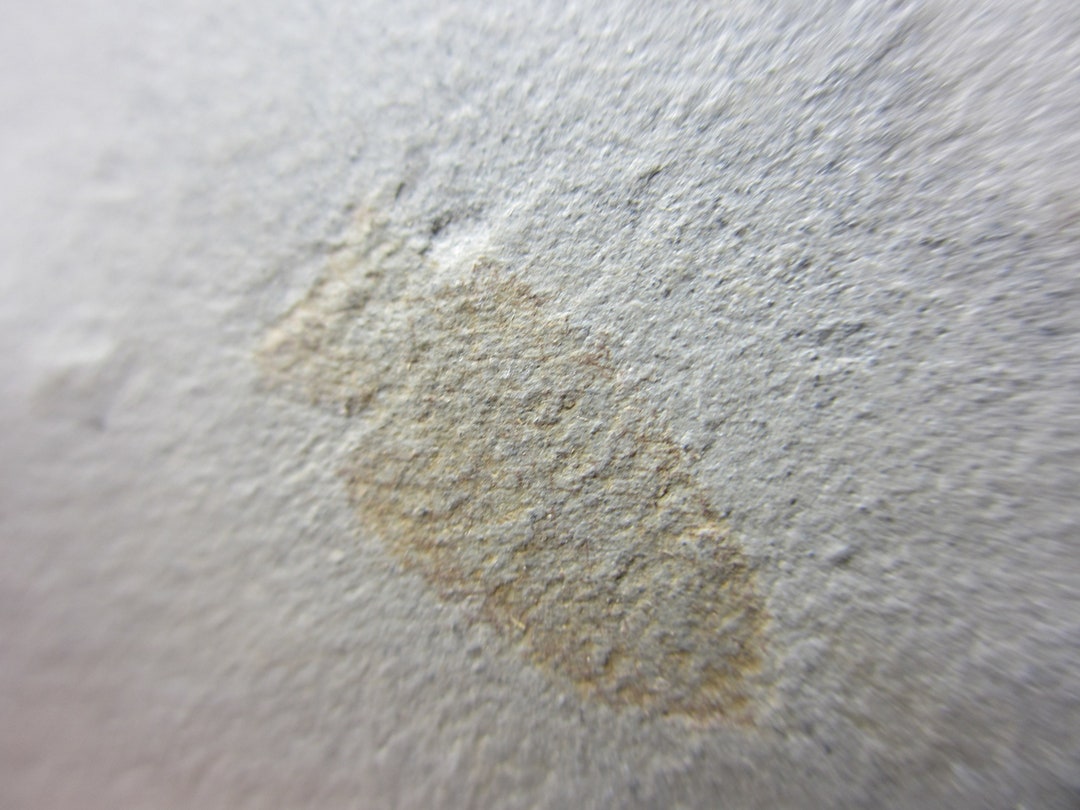 Burgess Shale Type Fossil Sponge, Middle Cambrian, Marjum Formation ...