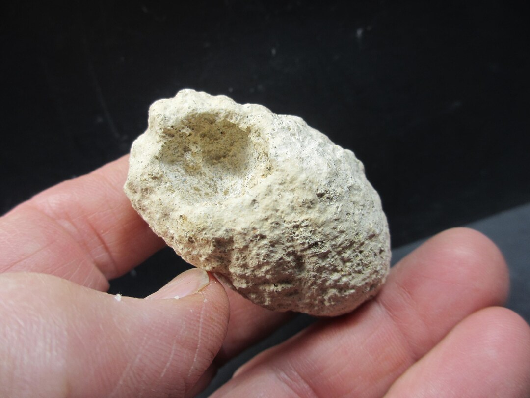 Fossil Weevil Pupal Case, Heavily Calcified, Leptopius Deponti ...