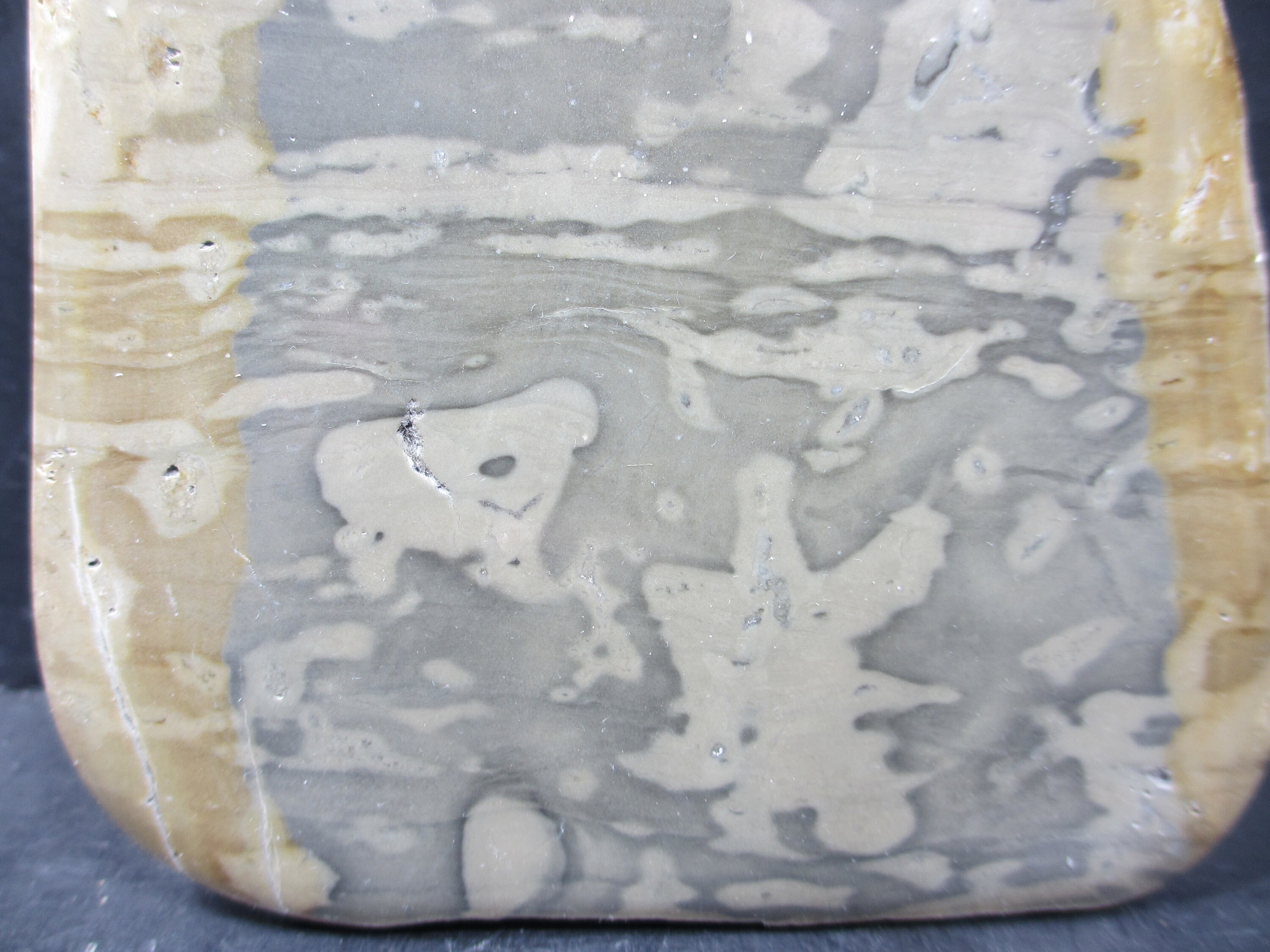 Microbialite/stromatolite Hypersaline Bioturbated Microbial - Etsy