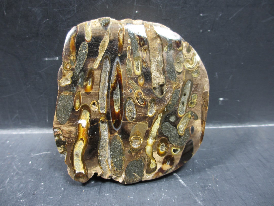 Fossil Teredo Wood, Mirror Polished, Paleocene, Cannon Ball Formation ...