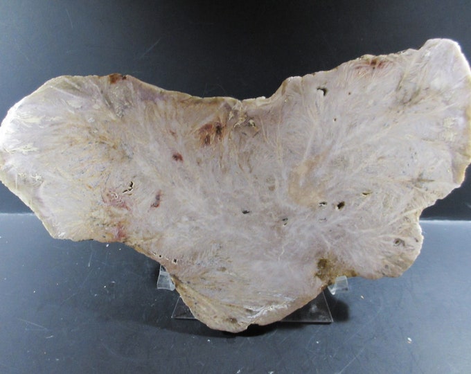 Extremely Rare Fossil Moss Preserved in Flowstone Middle - Etsy