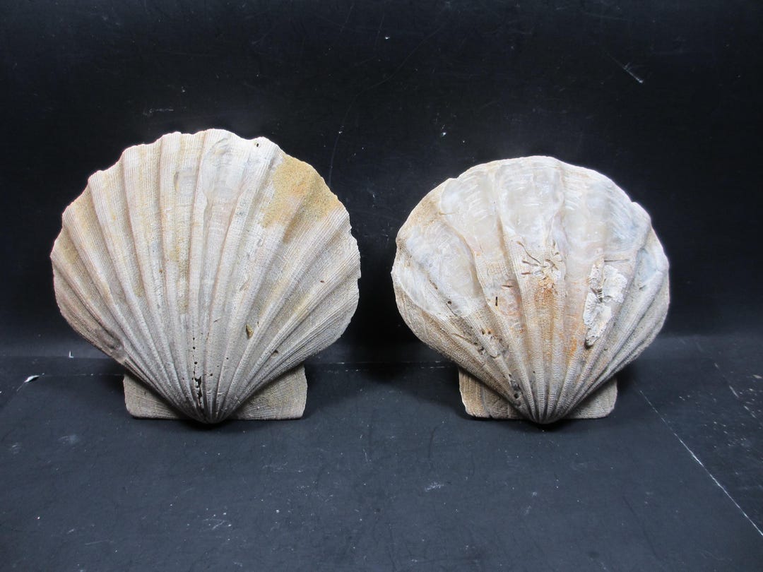 2 Fossil Scallop Shells, Complete Valves, Chesapecten Jeffersonius ...
