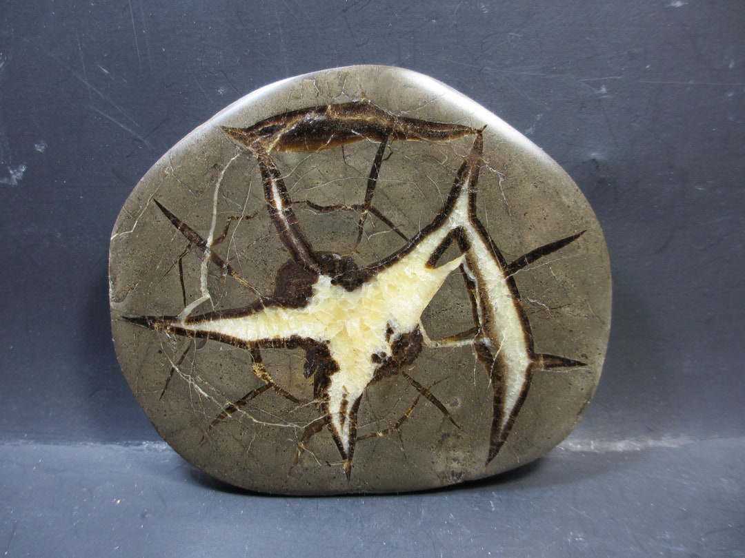 Septarian, Spectacular Mirror Polish, Famous Muddy Creek Deposit of ...