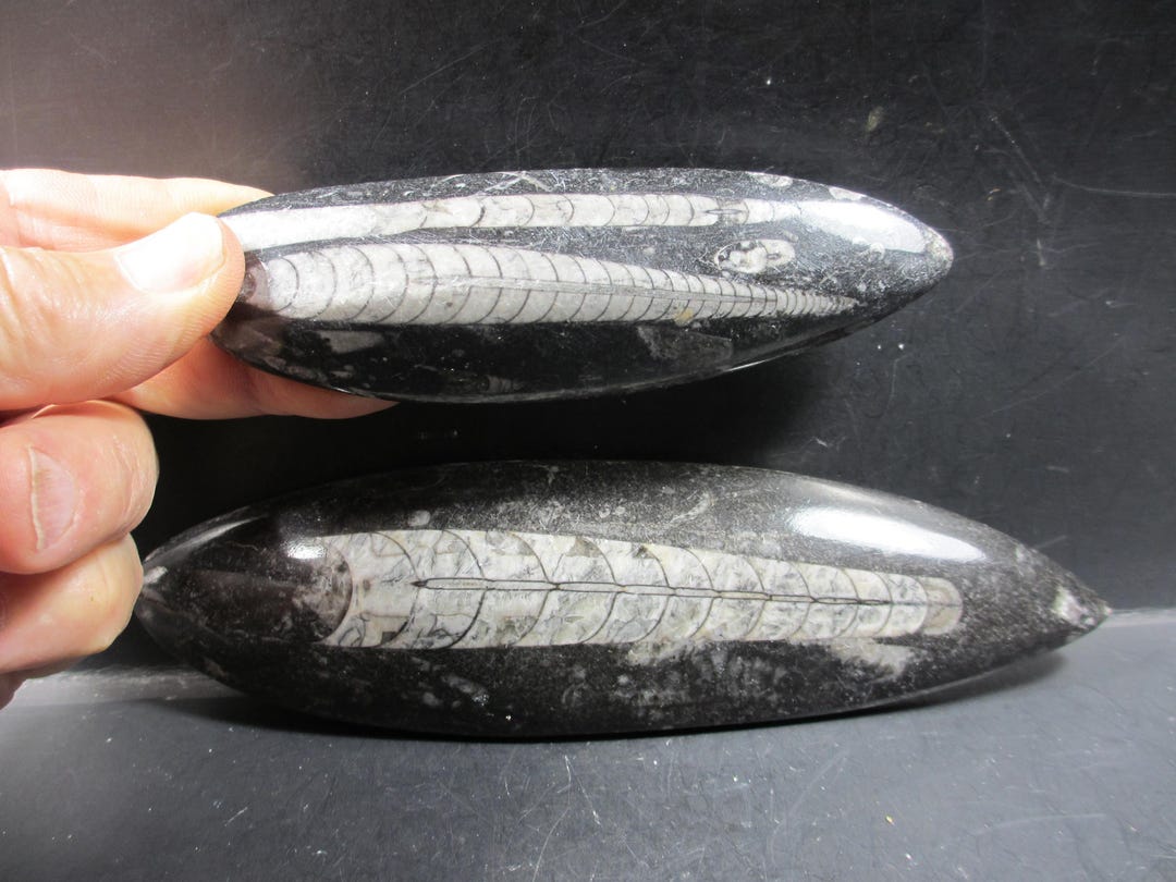 2 Polished Orthoceras Cephalopods, Excellent Polish and Presentation ...