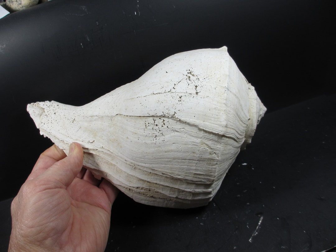 Fossil Large Shell, Giant Fossil Welk Shell, Pleistocene, Glades Co ...