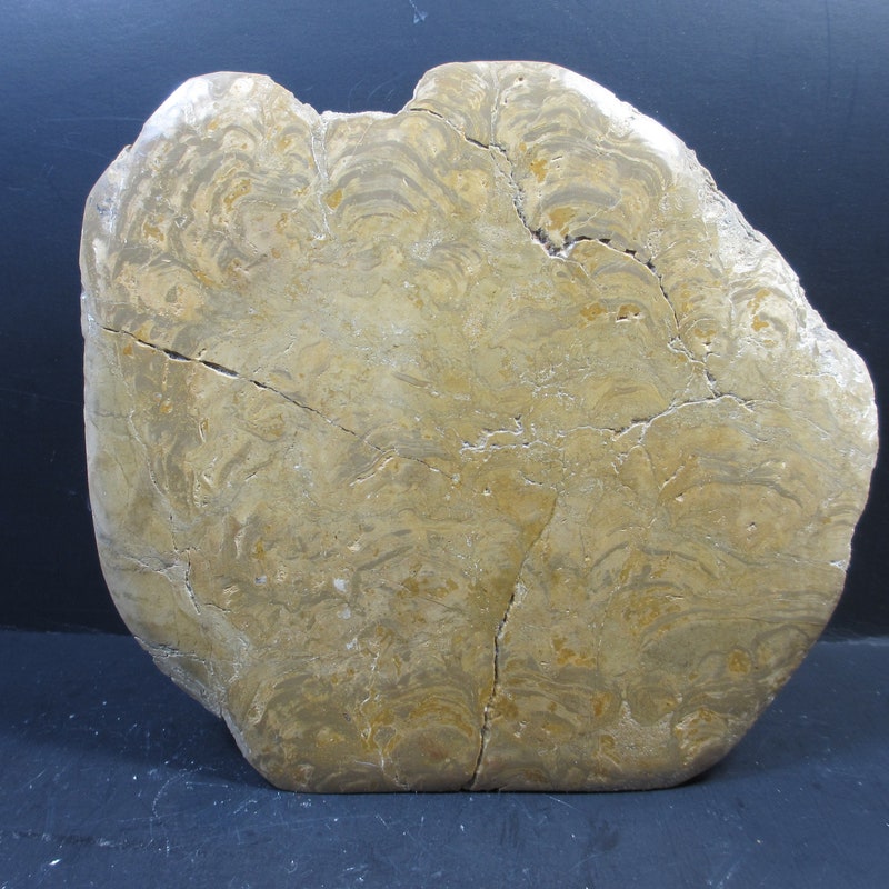 RibRiverFossils - Etsy