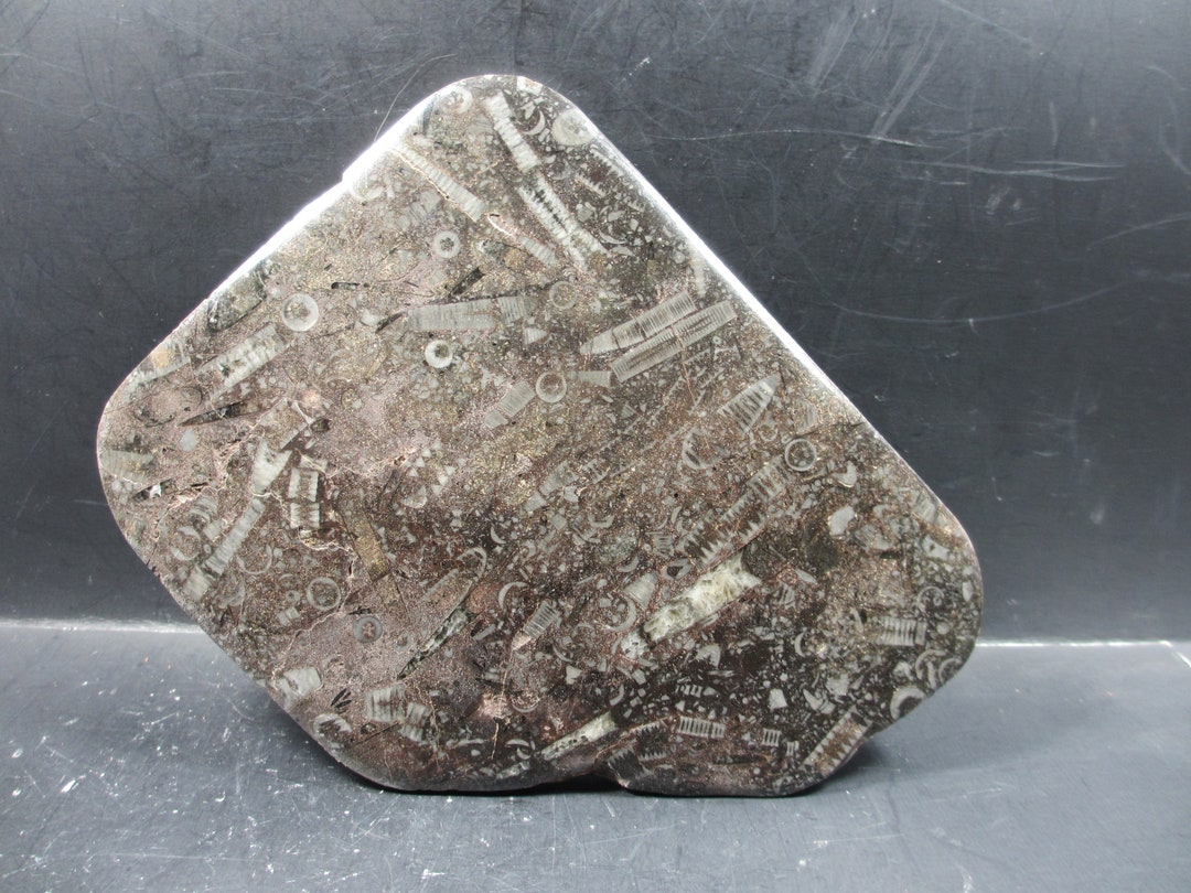 Crinoidal Limestone, Crinoid Coquina, Great Contrast, Scyphocrinites Sp ...