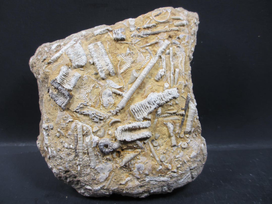 Fossil Crinoid Stems, Naturally Weathered, Exceptional Detail, Mass ...