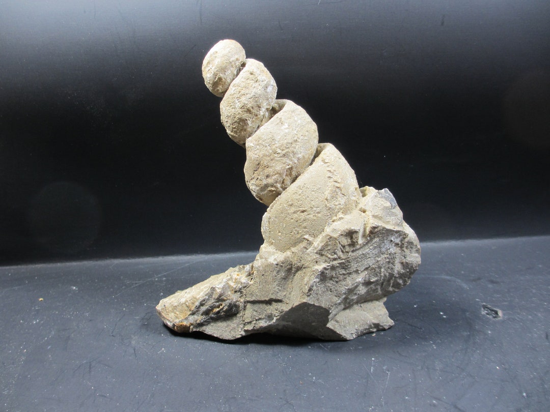 Jumbo Fossil Snail, "turritella" Sp. Cretaceous, Dinosaur Age, Cut Base ...