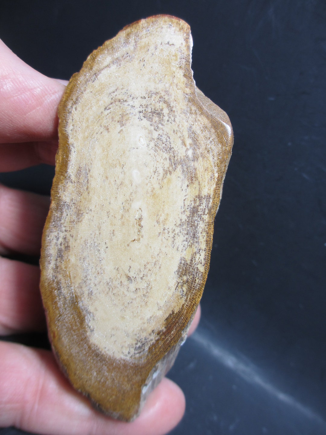 Polished Petrified Wood Fossil, Auracaria Limb Cast, Madagascar Display ...