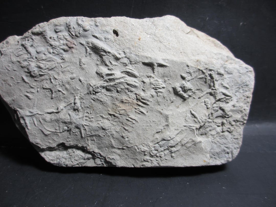 3 Fossil Starfish Resting Trace With Many Partials, Pennsylvanian ...
