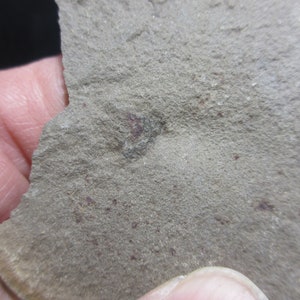 Millipede Fossil, Euphoberia Type, 4 Part Nodule, Pit 4, Francis Creek ...