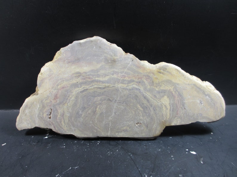 495 Million Yr Old Stromatolite Fossil, MIRROR POLISHED Oneota FM. Wi ...