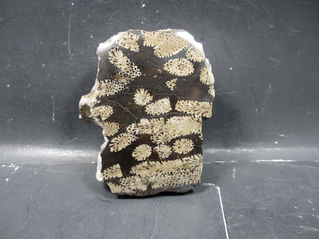 Exceptional Fossil Coral, Cladopora Sp,, White in Black Limestone ...