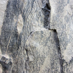 Fossil Tree Fern Bark, Lepidodendron Carbonized Bark, 3-D Detail ...