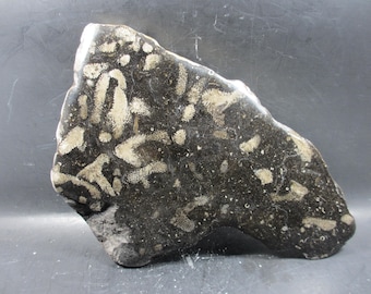 Exceptional Fossil Coral, Cladopora Sp,, White in Black Limestone ...