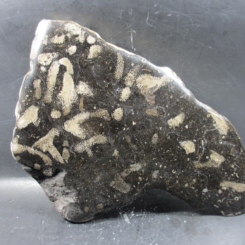 Fossil on White Limestone - Etsy