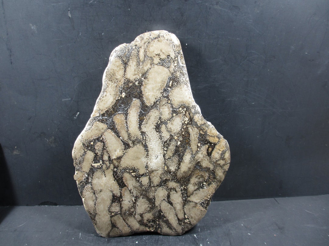 Exceptional Fossil Coral, Cladopora Sp,, White in Black Limestone ...