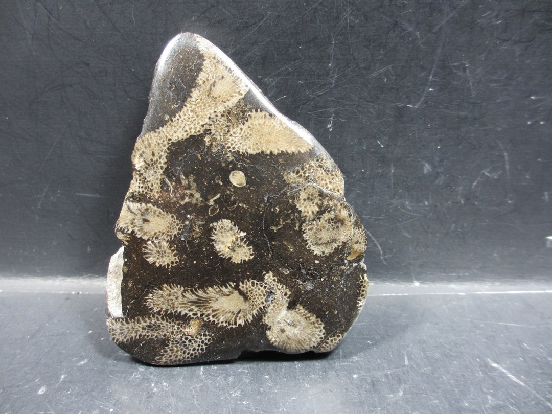 Exceptional Fossil Coral, Cladopora Sp,, White in Black Limestone ...