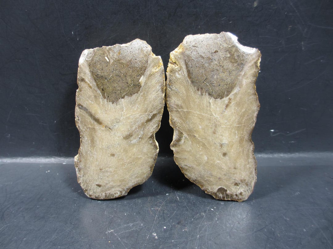 Fossil Horn Coral, MIRROR POLISHED, Matched Pair, Middle Devonian ...