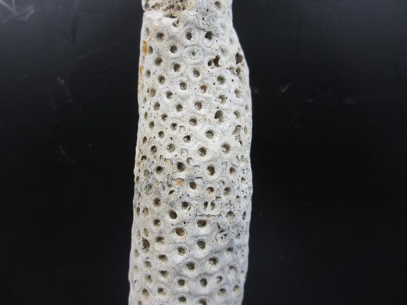 Fossil Coral Branch, Septastrea Crassa, Pliocene Specimen, Florida - Etsy