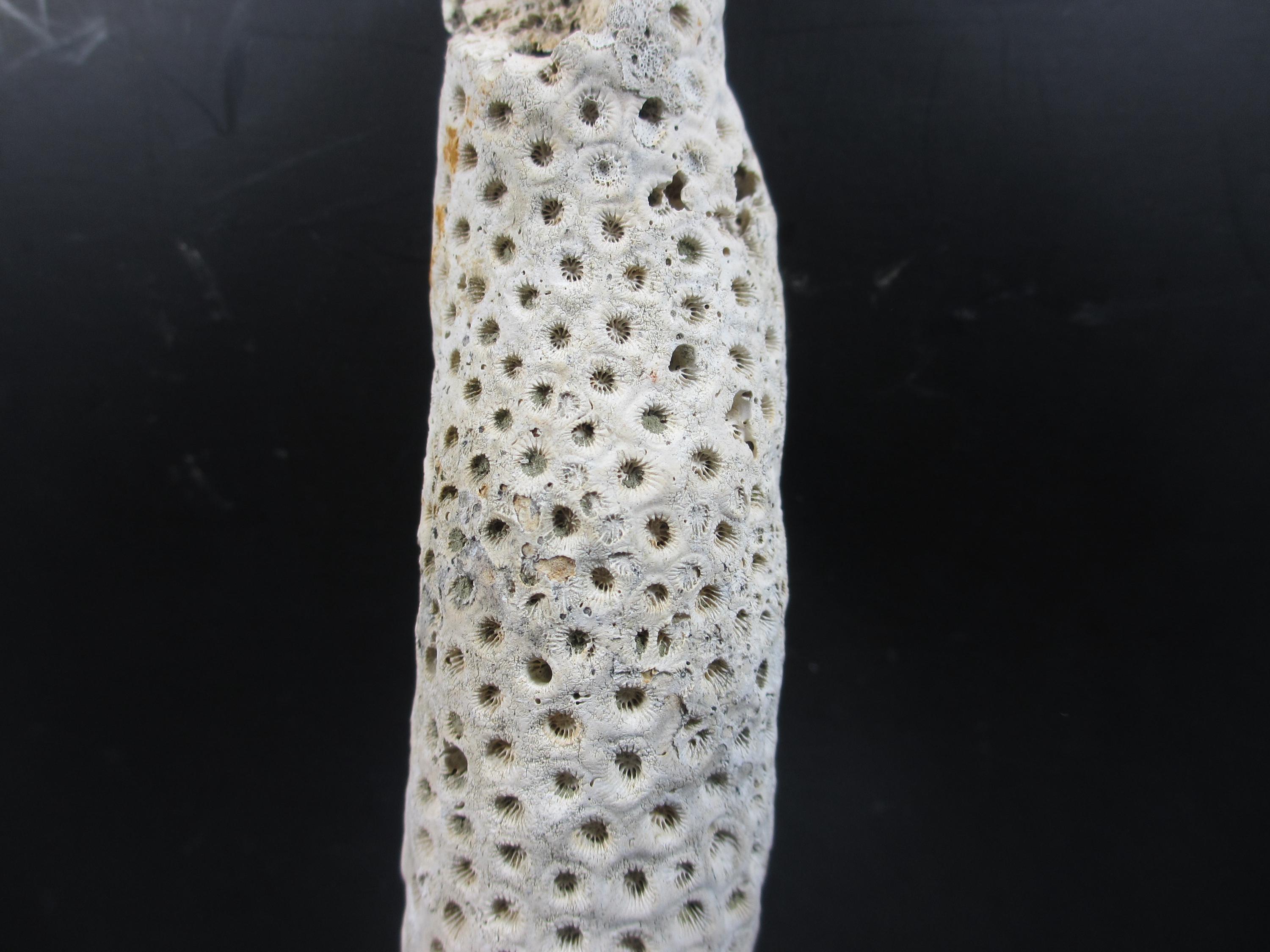 Fossil Coral Branch, Septastrea Crassa, Pliocene Specimen, Florida - Etsy