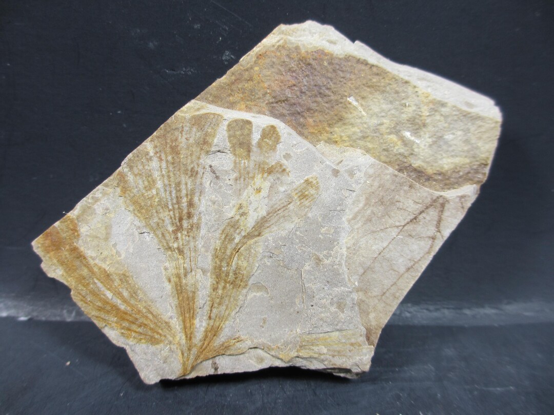 Rare Fossil Ginkgo Leaf, Ginkgo Dissecta, Split Leaf Form, Eocene ...