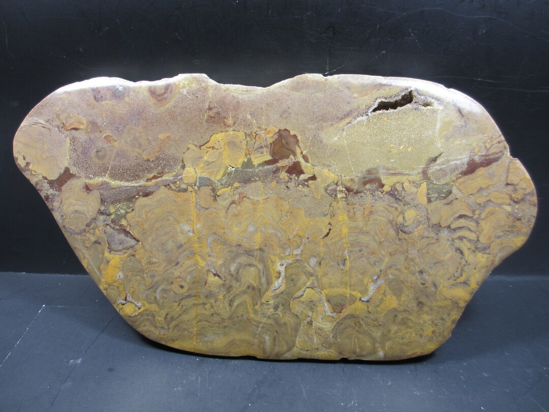 Fossil Stromatolite, New and Rare, 495 Million Yrs. Old, "mushroom ...