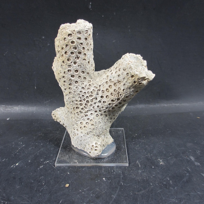 RibRiverFossils - Etsy