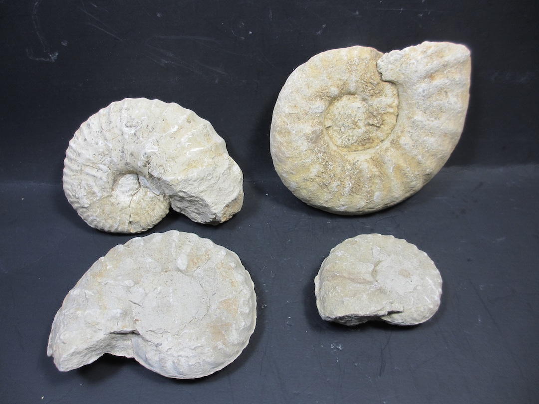 Fossil Ammonite, Mortonoceras Sp., 4 Complete Small Ammonites,upper ...
