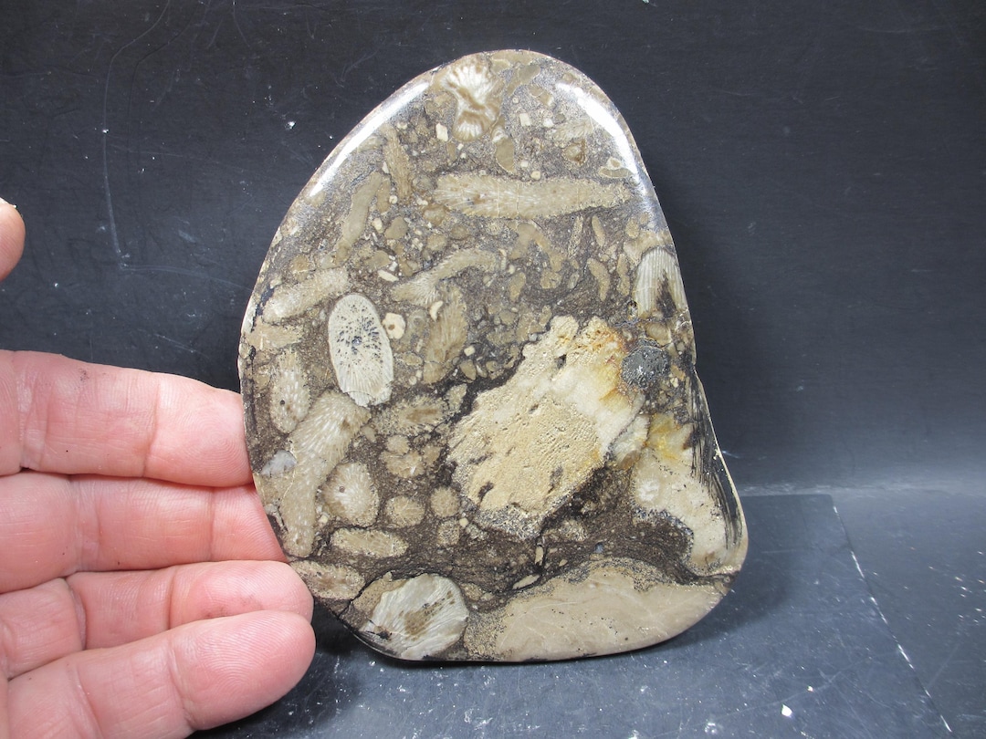 Exceptional Fossil Coral, Cladopora Sp,, White in Black Limestone ...