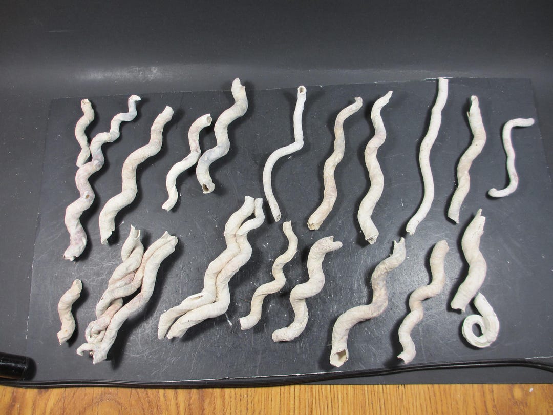 Unique Fossil Gastropods, Worm Shells, Pliocene, 18 Specimens, Tamiami ...