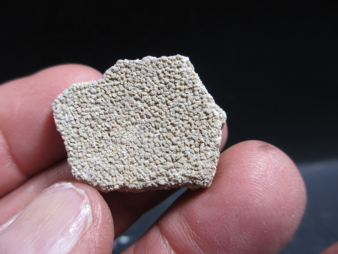 Dinosaur Egg Shell Section, Saltasaurus, Late Cretaceous, Fine ...