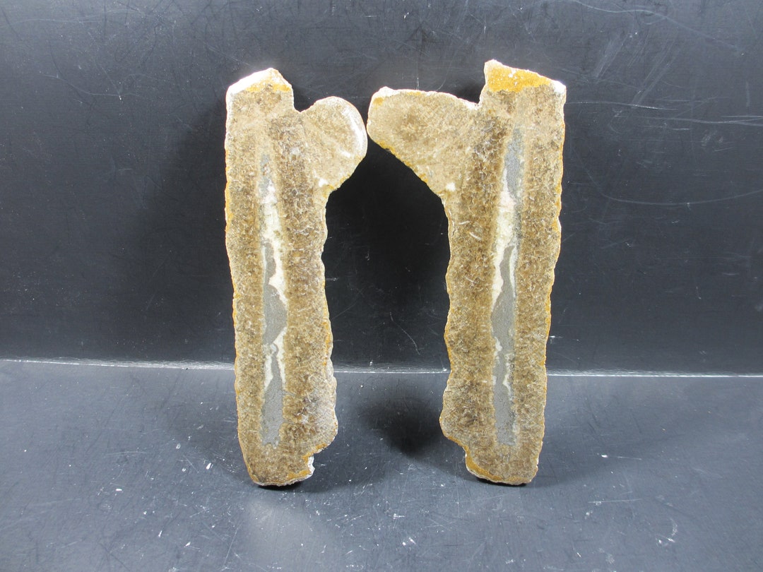 Fossil Sponge, Cut and Mirror Polished Pair, Excellent Pore Structures ...