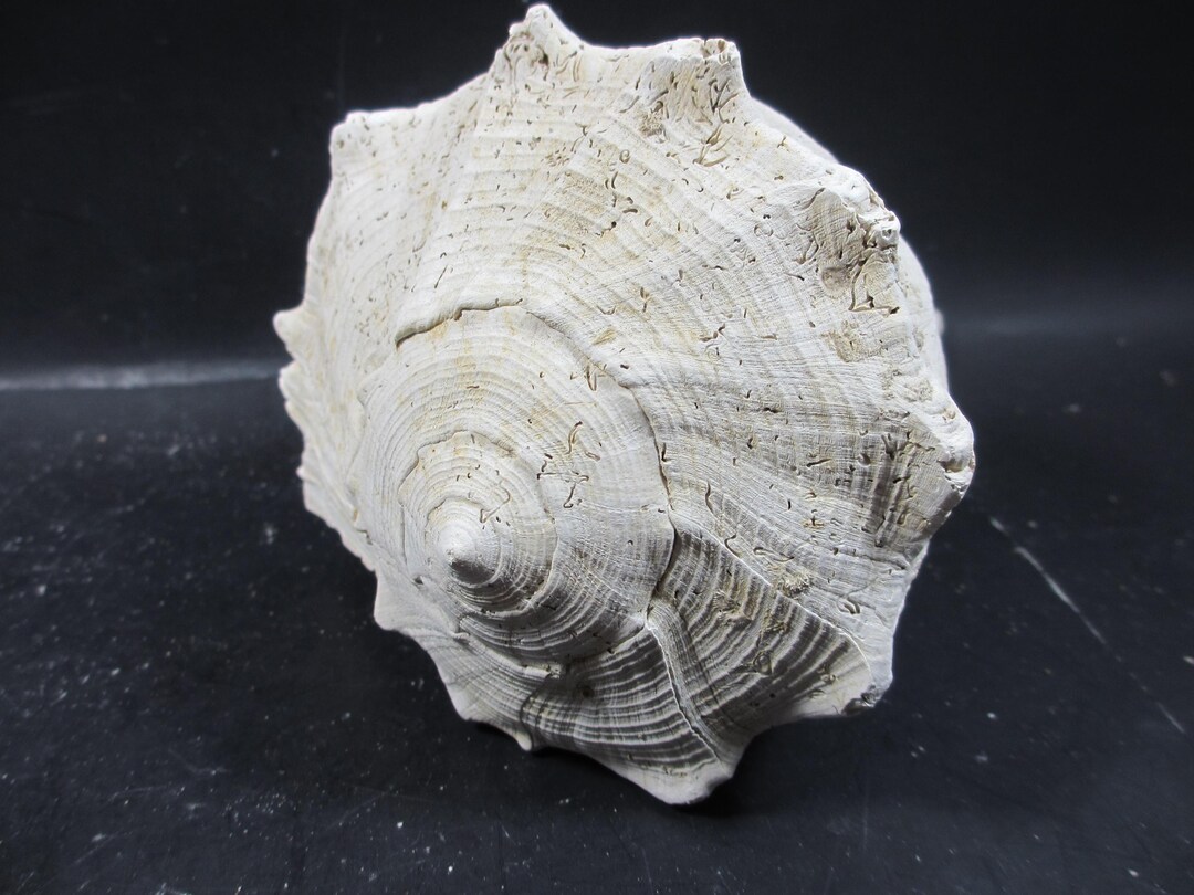 Fossil Large Shell, Giant Fossil Welk Shell, Pleistocene, Glades Co ...