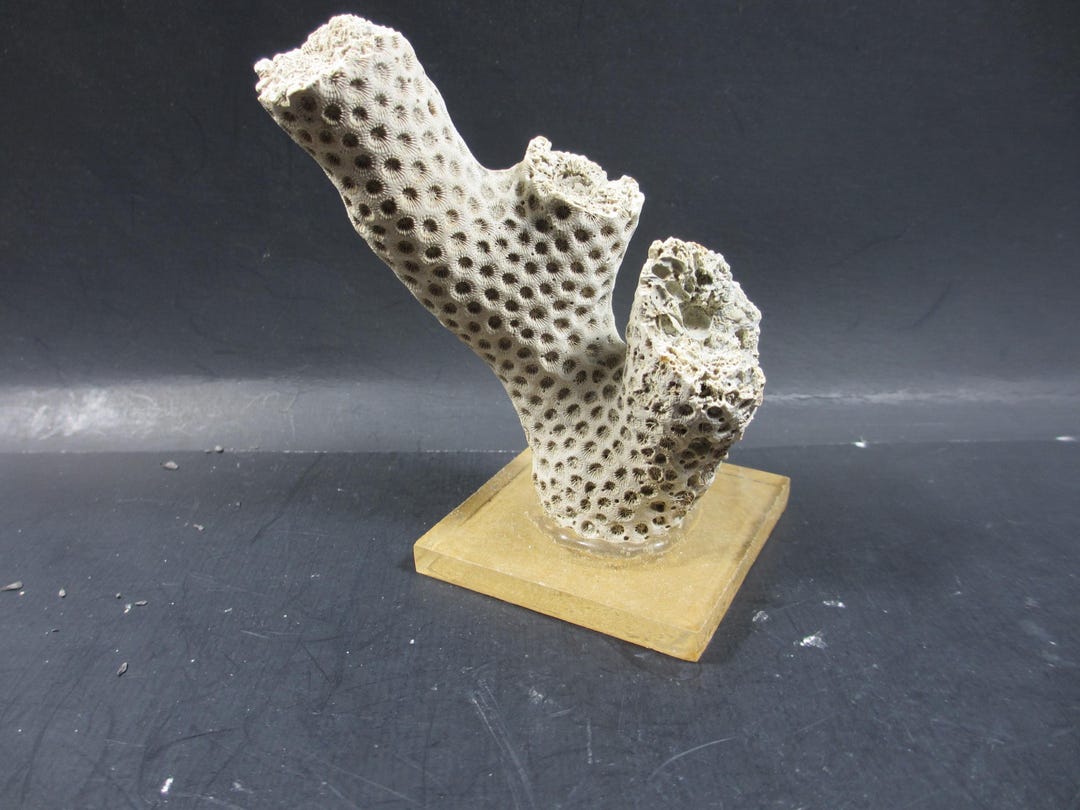 Fossil Coral, Septastrea Crassa, Extinct, Large Branched ...