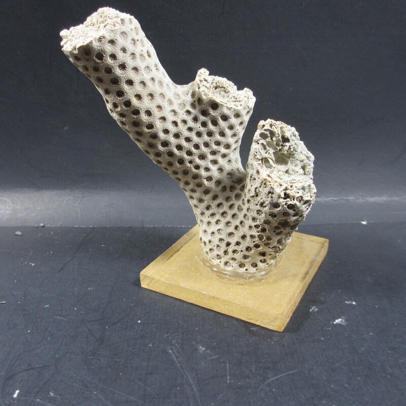 RibRiverFossils - Etsy