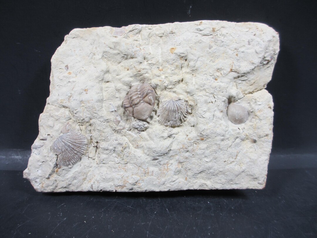 Rolled Trilobite in Natural Matrix. Kainops Invius, Lower Devonian ...
