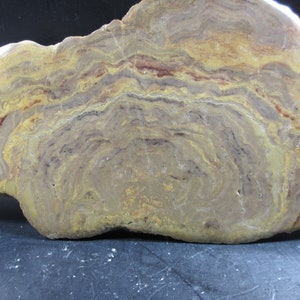 495 Million Yr Old Stromatolite Fossil, MIRROR POLISHED Oneota FM. Wi ...