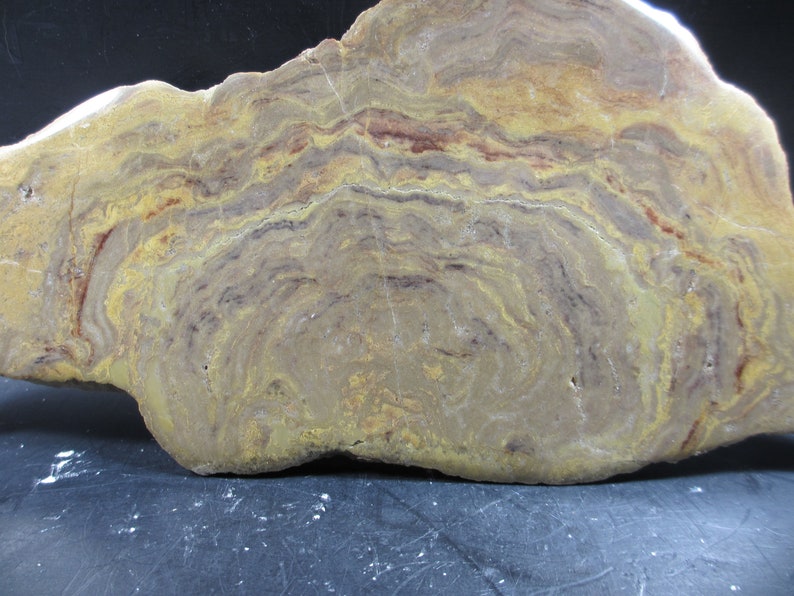 495 Million Yr Old Stromatolite Fossil, MIRROR POLISHED Oneota FM. Wi ...