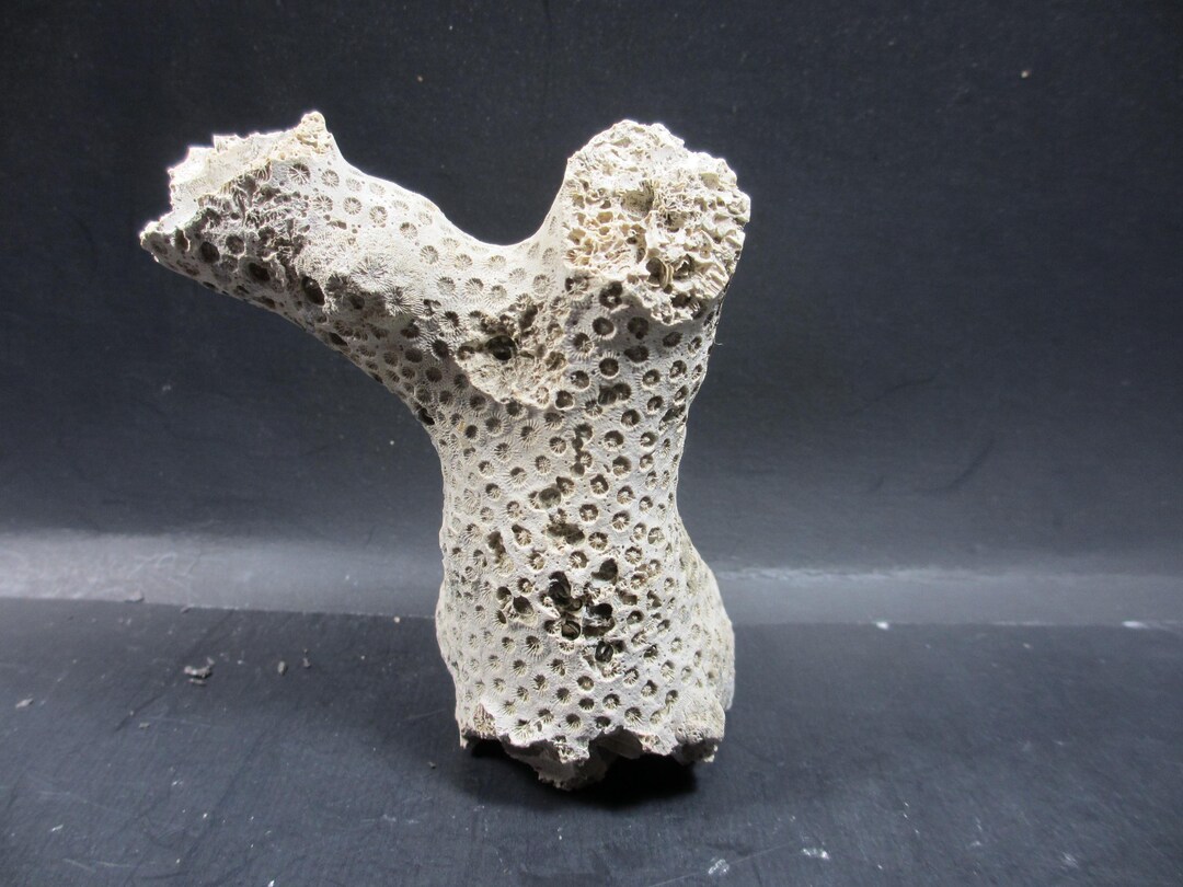 Fossil Coral, Septastrea Crassa, Extinct, Large Branched ...