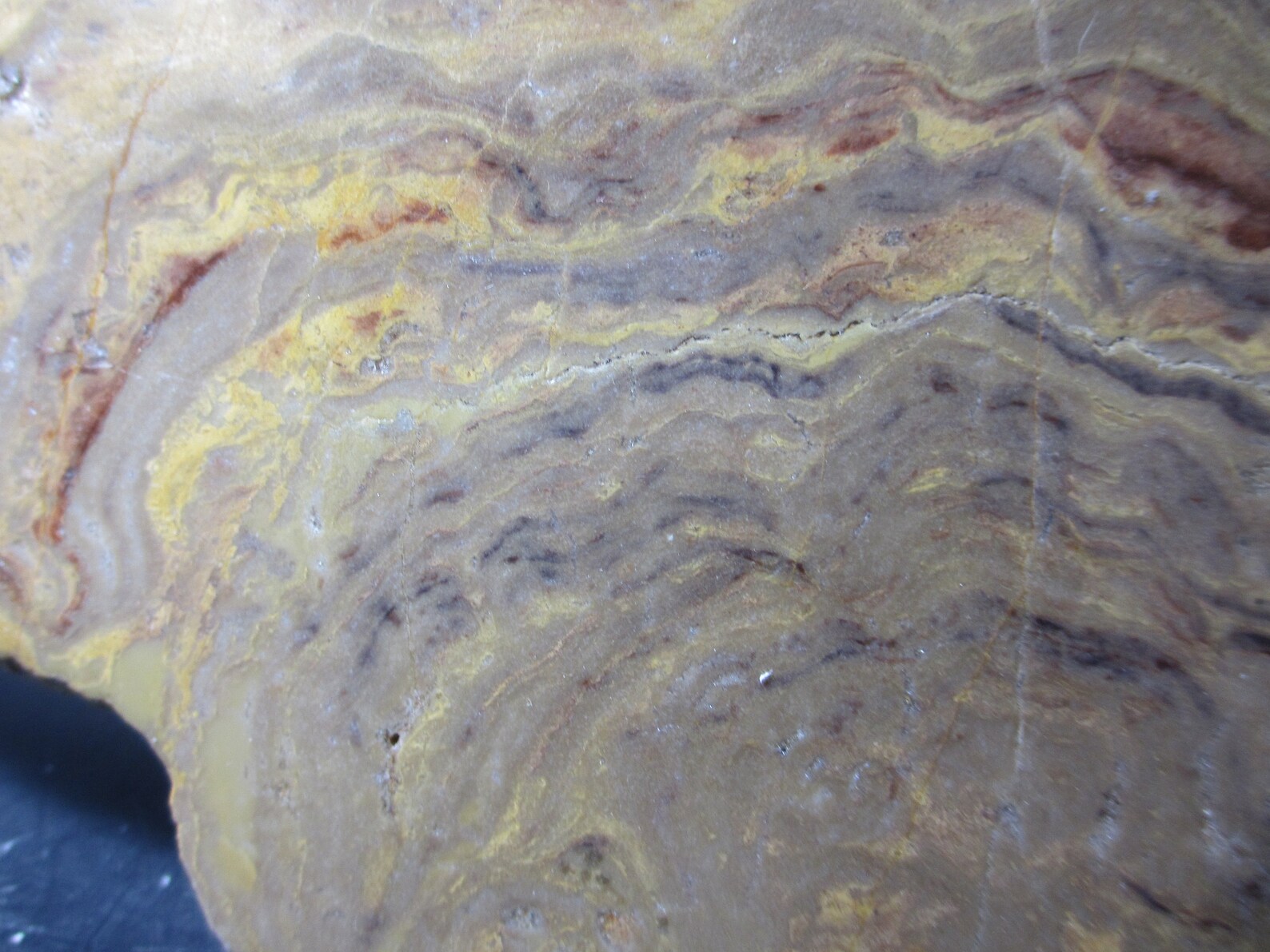 495 Million Yr Old Stromatolite Fossil, MIRROR POLISHED Oneota FM. Wi ...