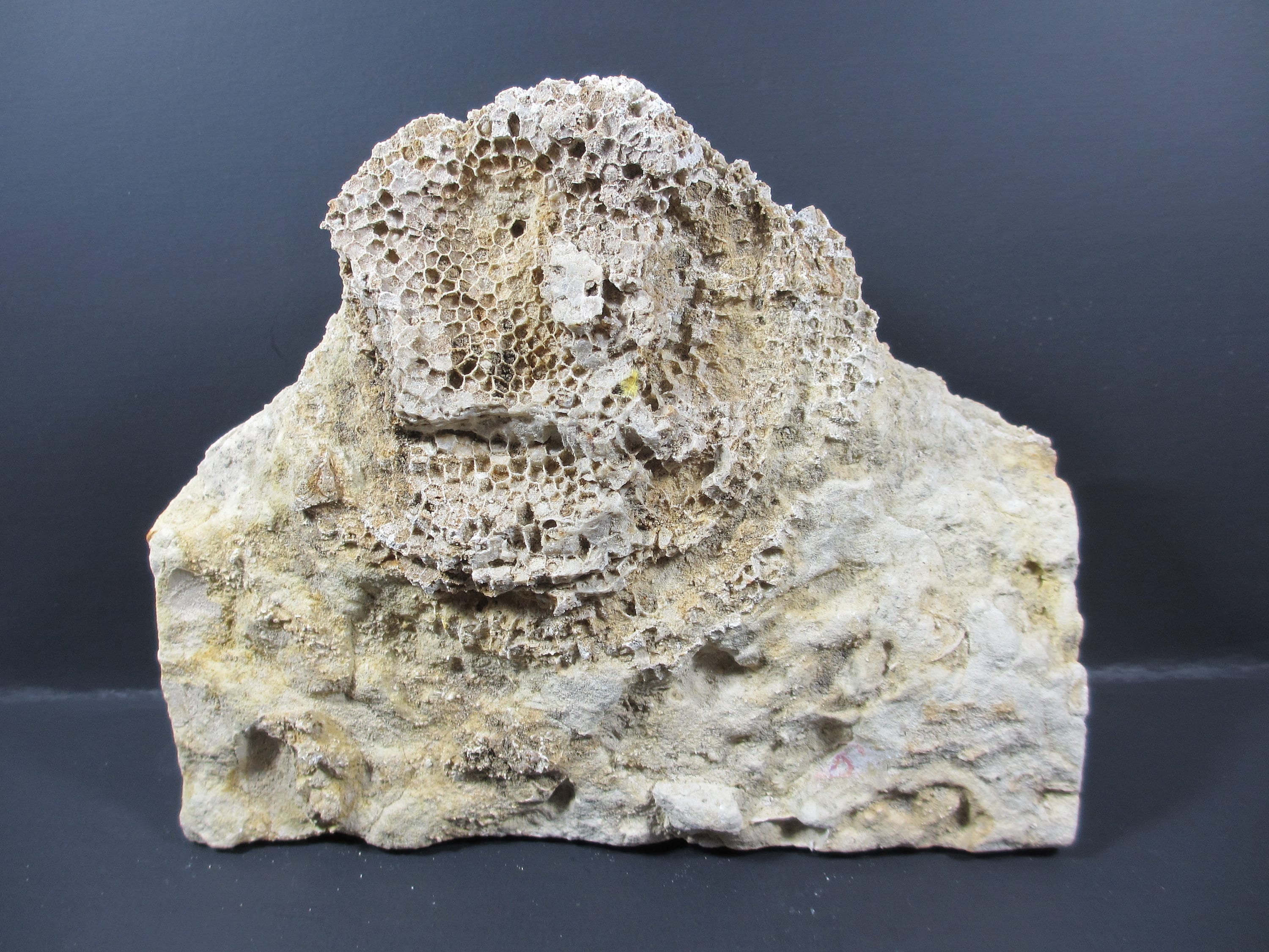 Fossiliferous Limestone